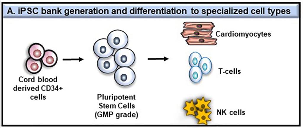 QC for iPSC-derived therapy - uBriGene