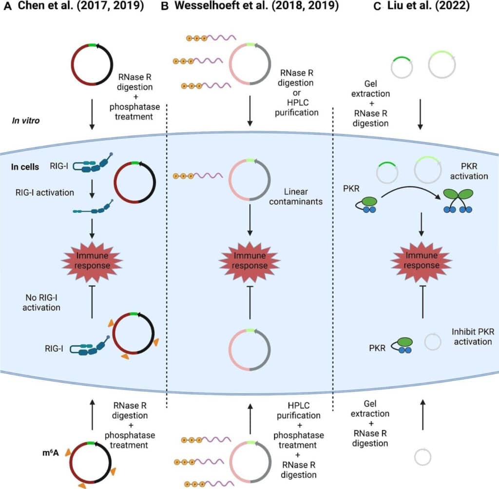 Exploring circRNA Therapy - uBriGene